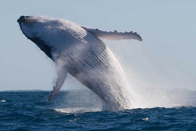 Mooloolaba Whale Watching Small Group Tour - FAQs