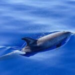 MOOREA 6H PRIVATE BOAT TOURS SNORKELING & LUNCH - Who Will Appreciate This Tour?