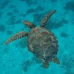 Moorea: Small Group Snorkeling Tour with local guide - The Itinerary Breakdown