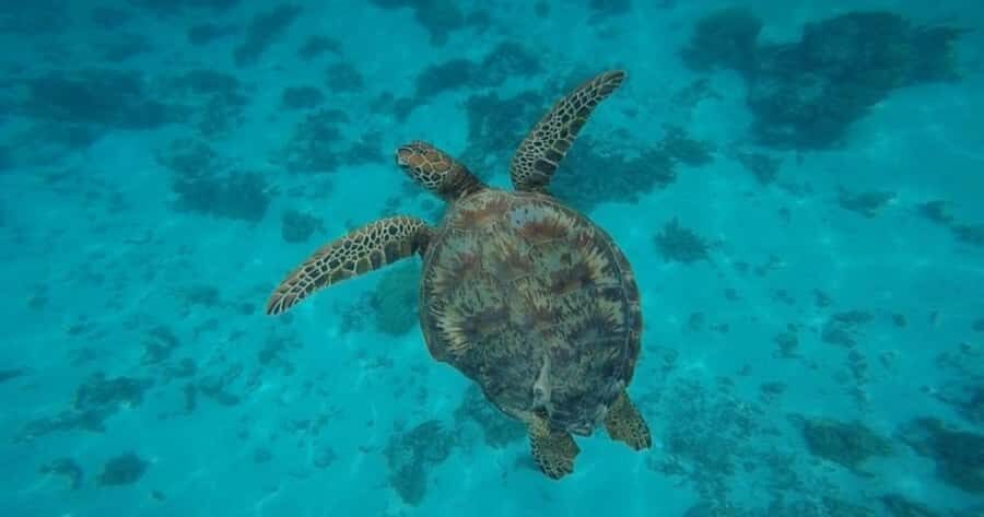 Moorea: Small Group Snorkeling Tour with local guide - The Itinerary Breakdown