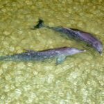 Moreton Island: Tangalooma ATV Quad Bike and Helicopter Tour - Arrival at Tangalooma and First Impressions