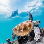 Moreton Island: Tangalooma Snorkel Tour with Helicopter Tour - Practical Tips for Making the Most of Your Trip