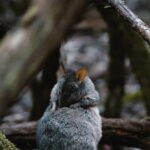 Mount Field And The Derwent Tasting Trail - FAQ