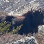 Mt. Kanchenjunga South to North Base Camp Trekking - Transportation and Logistics