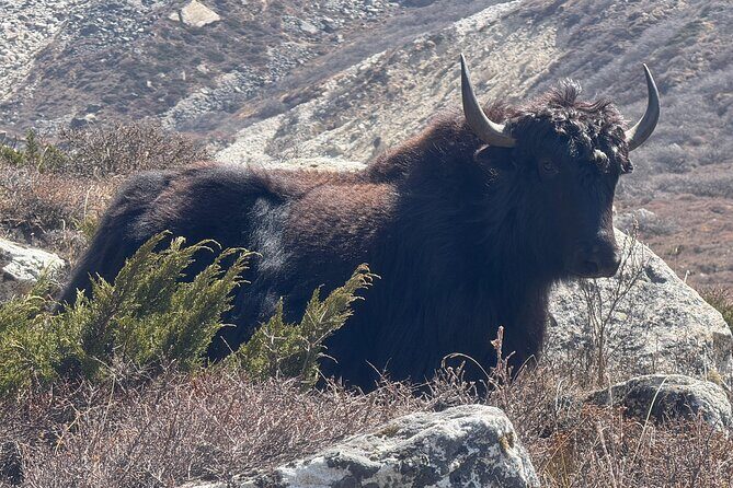 Mt. Kanchenjunga South to North Base Camp Trekking - Transportation and Logistics