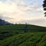 Munnar: Anakulam Jeep Safari with Waterfall and Elephant - Authentic Experiences and the Value of This Tour
