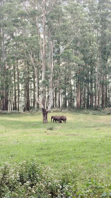 Munnar : Private One Day Tour from Kochi. Free Pickup-Drop - How Value Is Shaped by the Itinerary