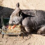 Murray River Paddle Steamer and Wildlife Experience Tour - The Tour’s Practical Aspects and Value