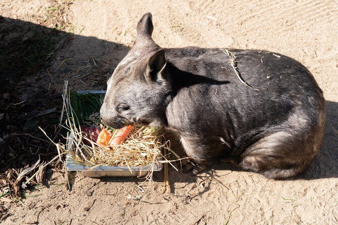 Murray River Paddle Steamer and Wildlife Experience Tour - The Tour’s Practical Aspects and Value