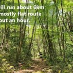 Mystical Fuji Forest Guide Running Trip (Shoe Rental Included) - Authentic Perspectives from Past Participants