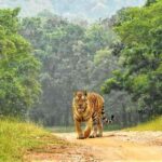 Nagpur: Pench National Park Official Safari with Transfers - The Safari Itself