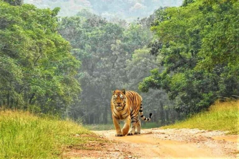 Nagpur: Pench Tiger Safari Tour with 1 Night Accommodation - The Highlight: Morning Safari in Pench