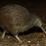 Napier: National Aquarium of New Zealand General Admission - Why This Tour Is Worth Your Time