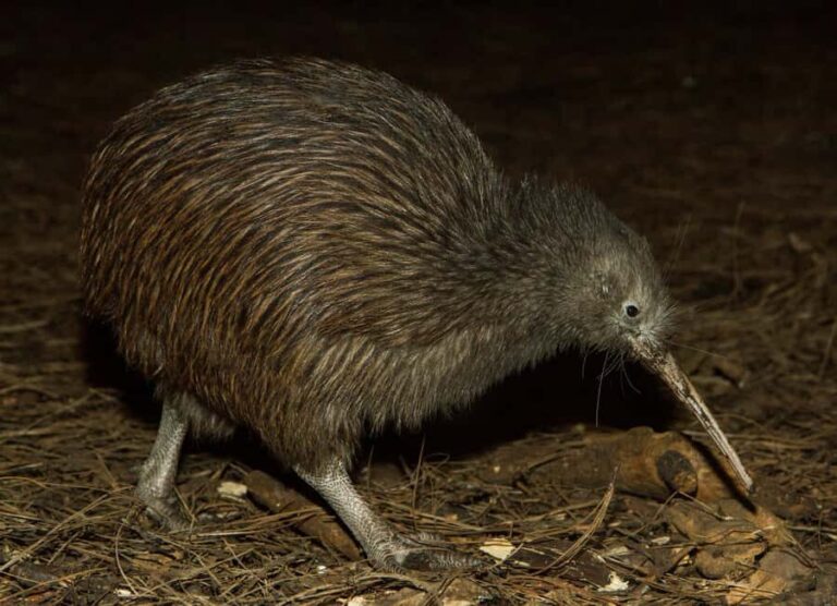 Napier: National Aquarium of New Zealand General Admission - Why This Tour Is Worth Your Time