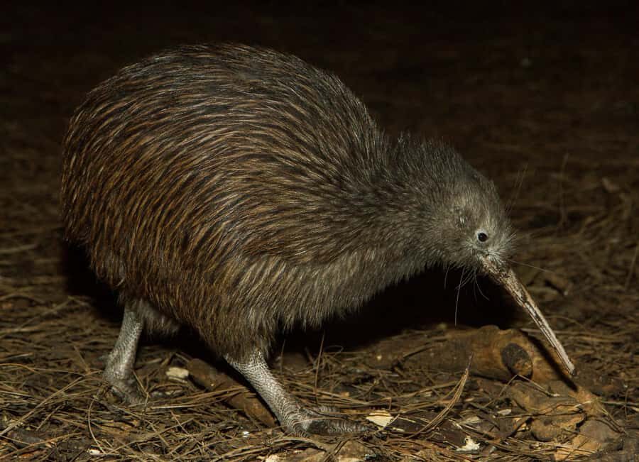 Napier: National Aquarium of New Zealand General Admission - Why This Tour Is Worth Your Time