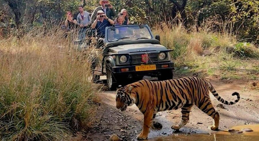 New Delhi: Jim Corbett National Park Safari (Tiger) Spotting - The Safari Zones: Where to Go