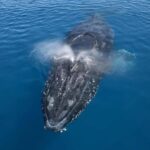Noosa: Noosa Whale Watching Tour - The Itinerary Breakdown