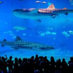 Okinawa: Churaumi Aquarium, Manzamo, Kouri Island Tour - What You Can Expect