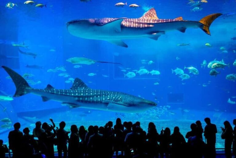 Okinawa: Churaumi Aquarium, Manzamo, Kouri Island Tour - What You Can Expect