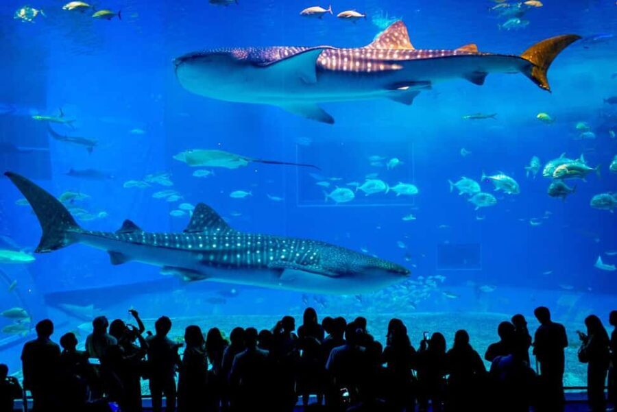 Okinawa: Churaumi Aquarium, Manzamo, Kouri Island Tour - What You Can Expect