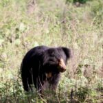 Ooty & Bandipur Safari Day Tour from Coimbatore - What the Tour Means for You