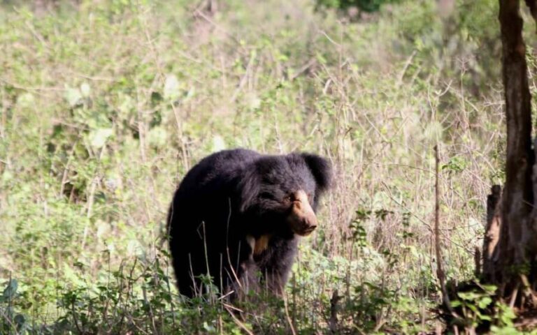 Ooty & Bandipur Safari Day Tour from Coimbatore - What the Tour Means for You