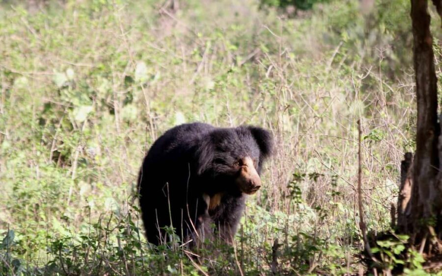 Ooty & Bandipur Safari Day Tour from Coimbatore - What the Tour Means for You