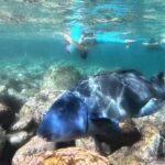 Open Group Snorkelling Experience - Authentic Feedback and What Travelers Say