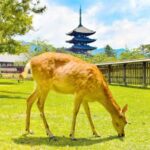 Osaka: Nara and Uji Day Trip with Deer Park and Hot Spring - What to Expect