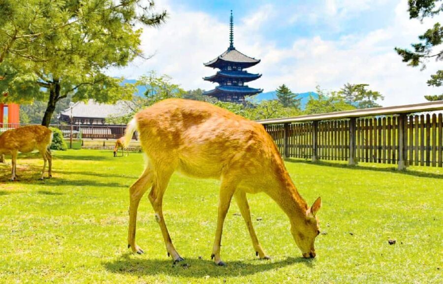 Osaka: Nara and Uji Day Trip with Deer Park and Hot Spring - What to Expect
