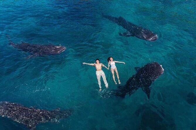 Oslob Whale Shark Snorkeling & Tumalog Falls with Osmeña Peak - What’s Included and What’s Not