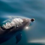 Paihia/Russell: Hole in the Rock, Dolphins & Island Cruise - Who Will Love This Cruise?