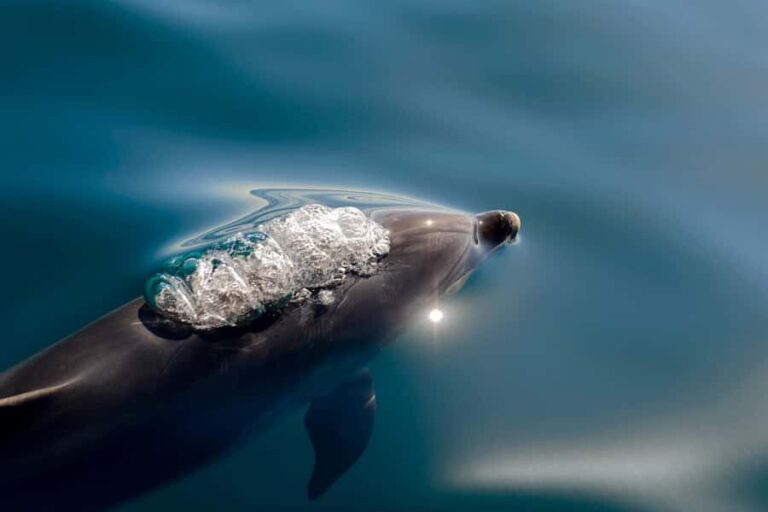 Paihia/Russell: Hole in the Rock, Dolphins & Island Cruise - Who Will Love This Cruise?