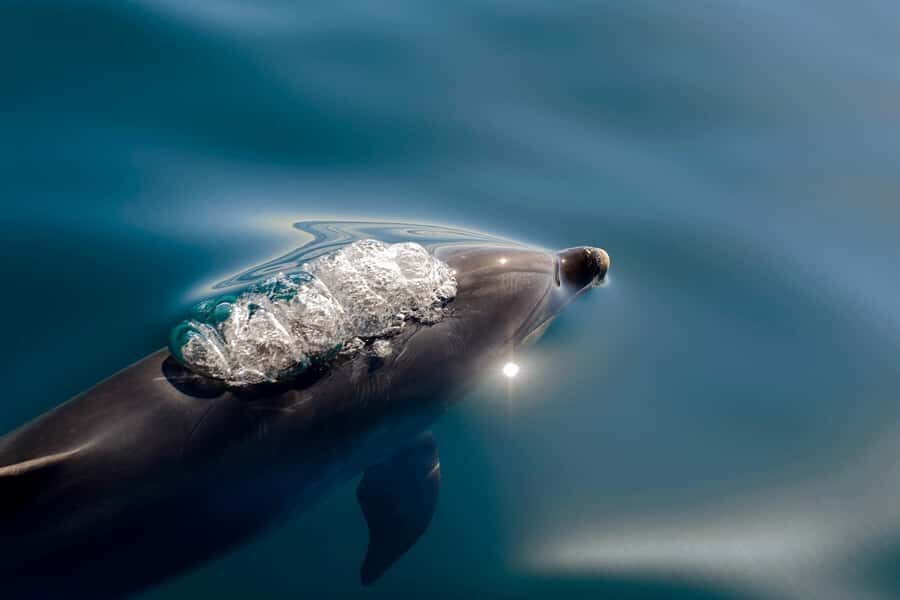 Paihia/Russell: Hole in the Rock, Dolphins & Island Cruise - Who Will Love This Cruise?