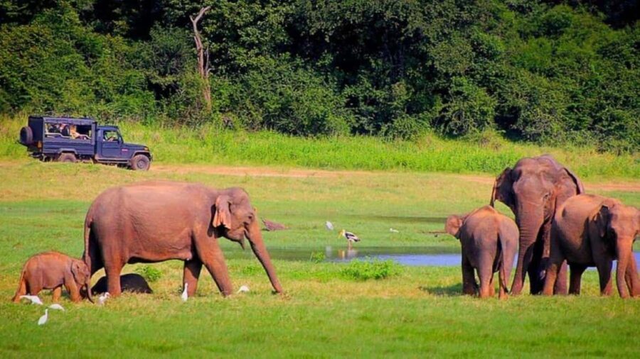 Periyar 02- Days Tour with Nature Walk and Elephant Bath - Day Two: Wildlife and Return Journey