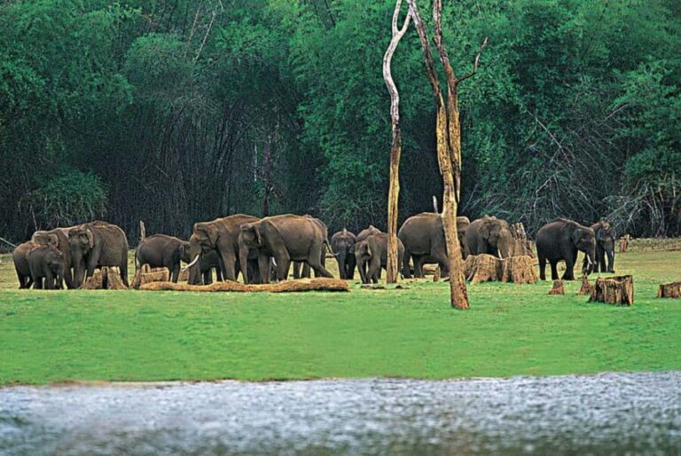 Periyar Wildlife Sanctuary Tour (02 Nights / 03 Days) - Why This Tour Delivers Good Value