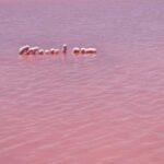 Perth: 2-Day Pink Lake, Kalbarri, and Pinnacles Tour - What Makes This Tour Stand Out