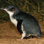 Phillip Island Direct Tour Penguin Parade and Coastal Views - Penguin Parade: The Main Event