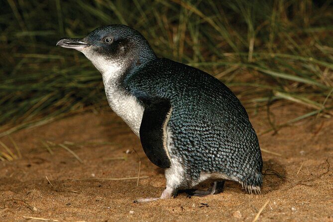 Phillip Island Direct Tour Penguin Parade and Coastal Views - Penguin Parade: The Main Event