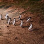 Phillip Island Penguin Direct Sunset Tour - A Detailed Breakdown of the Itinerary