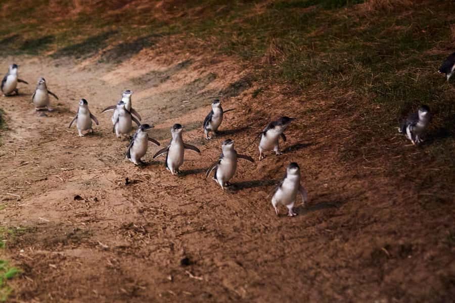 Phillip Island Penguin Direct Sunset Tour - A Detailed Breakdown of the Itinerary