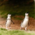 Phillip Island Tour - Koala's, Wallabies & Little Penguins. - Who Will Love This Tour?