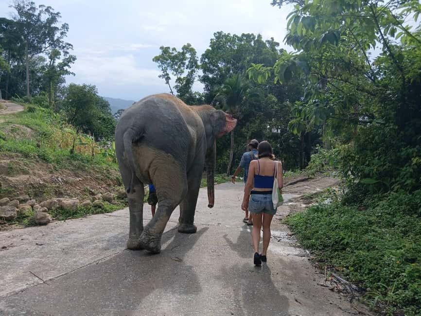 Phuket: Guided Tour to Elephant Sanctuary & Hotel Transfer - The Details: A Closer Look at the Itinerary