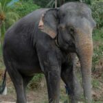 Phuket: Guided Walk Tour to Elephant Sanctuary with Transfer - Why This Tour Matters