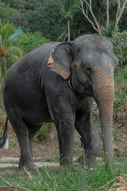 Phuket: Guided Walk Tour to Elephant Sanctuary with Transfer - Why This Tour Matters