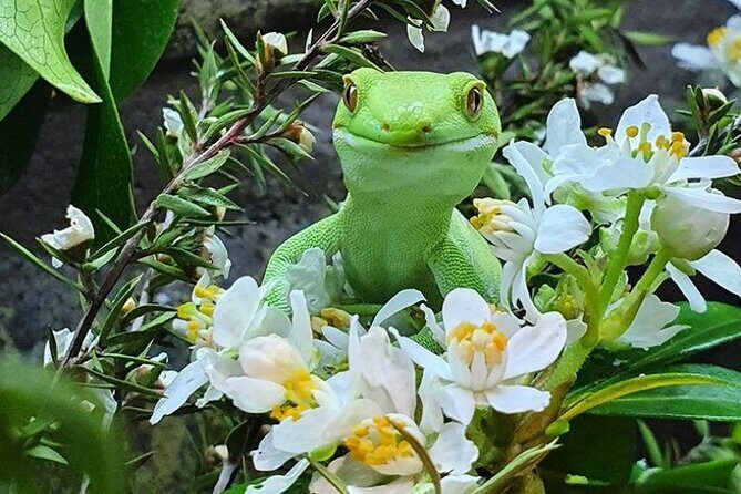 **Popular Cruiseship Tour** - Total Kiwi Experience! - Pricing and Value