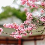 Private and Unique Fukuoka Cherry Blossom Sakura Experience - Who Will Love This Tour?