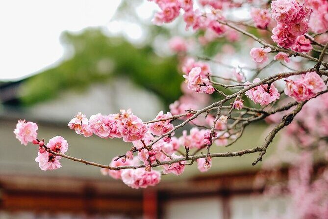 Private and Unique Fukuoka Cherry Blossom Sakura Experience - Who Will Love This Tour?