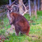 Private Coast & Kangaroo Valley Wildlife Escape Tour From Sydney - Who Would Love This Tour?