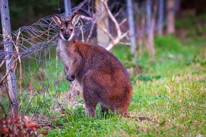 Private Coast & Kangaroo Valley Wildlife Escape Tour From Sydney - Who Would Love This Tour?